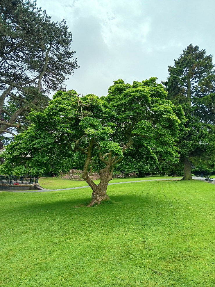 Mindful Tree Observations: Enhancing Student Wellbeing Through Nature ...