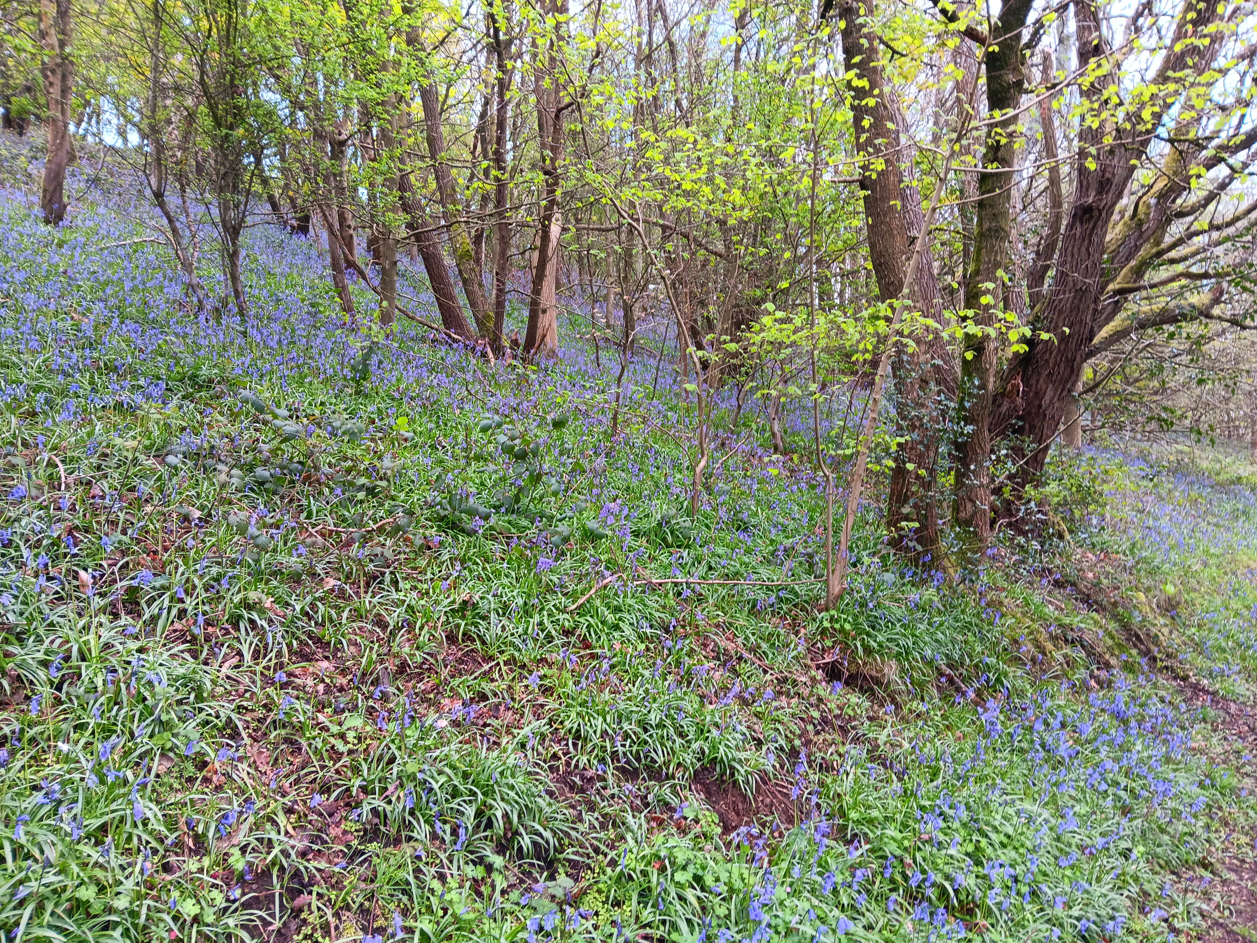 Bluebells, Biology and the Malvern Hills – SG Education